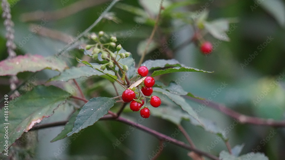 Rivina humilis (pigeonberry, rouge plant, baby peppers, bloodberry ...