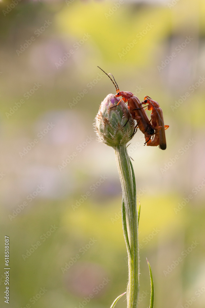 Common Red Soldier Beetles (Rhagonycha fulva) mating. Macro mating of ...