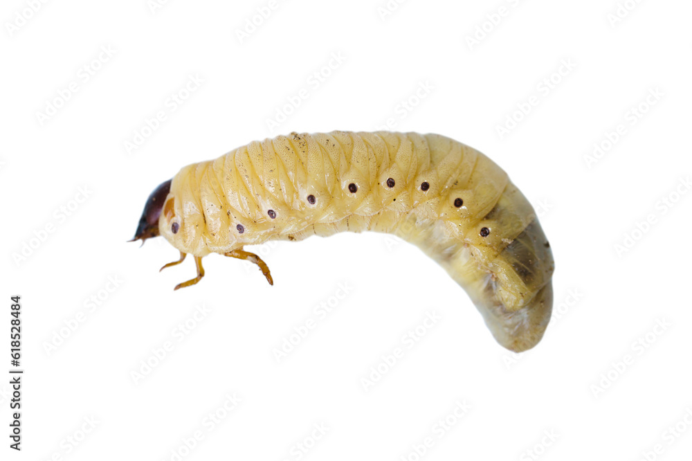 Large fat larva of the Maybug isolated on white background Stock Photo ...