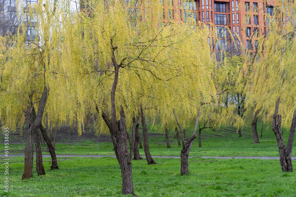 Weeping willow trees blossoms in early spring. Yellow inflorescences on ...