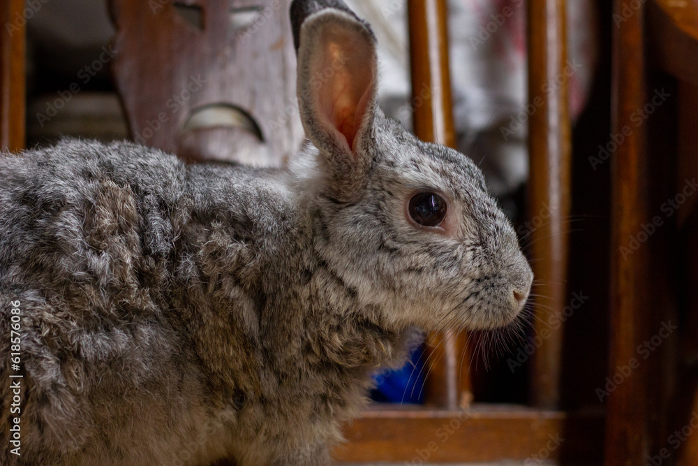 The Giant chinchilla rabbit posing from different angles Stock Photo ...