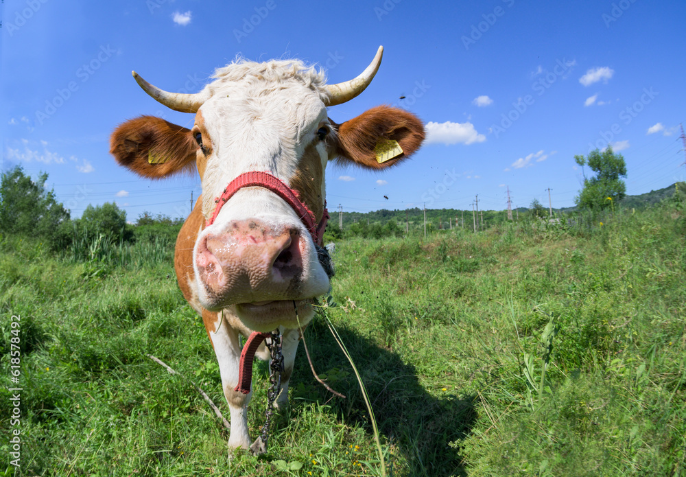 Cow on the farm. Cow on the green field with lots of vegetation. The ...