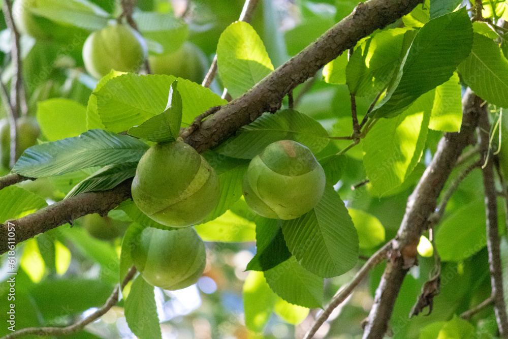 Photograph of a beautiful elephant apple tree of the Dilleniaceae ...