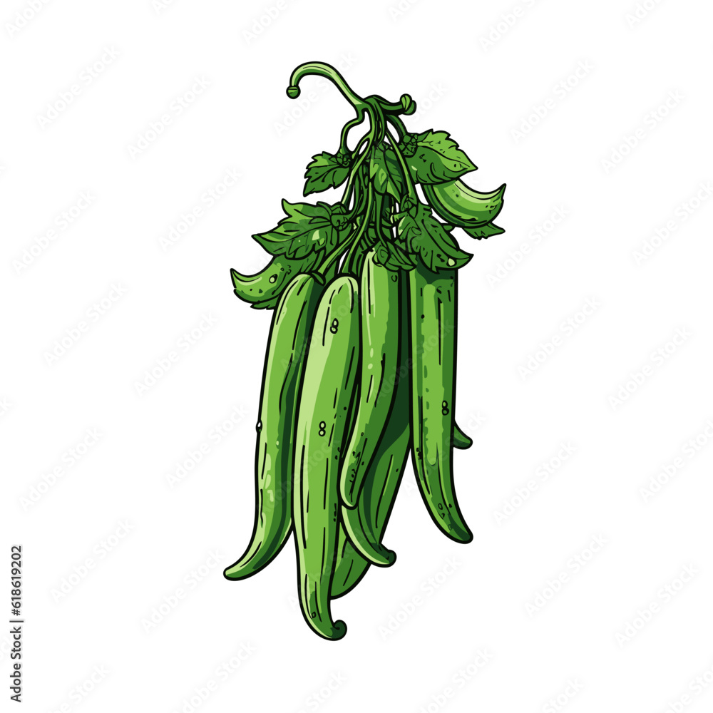 Okra hand-drawn illustration. Okra. Vector doodle style cartoon ...