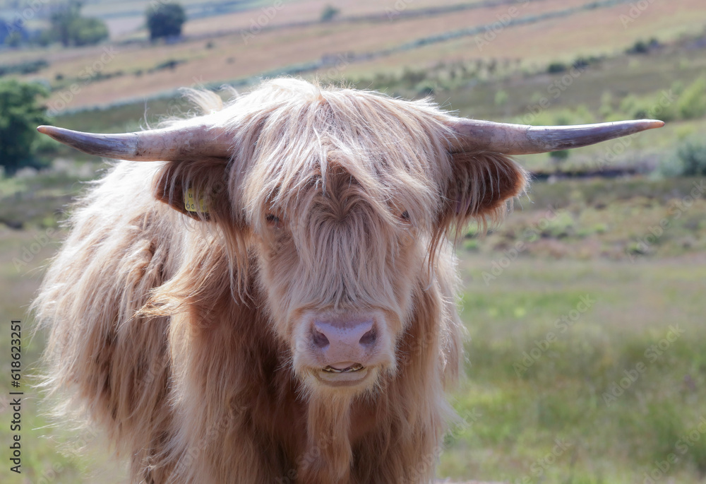 The Highland Cow or Heelan Coo is the oldest registered breed of cattle ...
