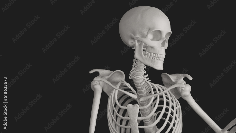 skeleton posing 3d render with black background Stock Illustration ...