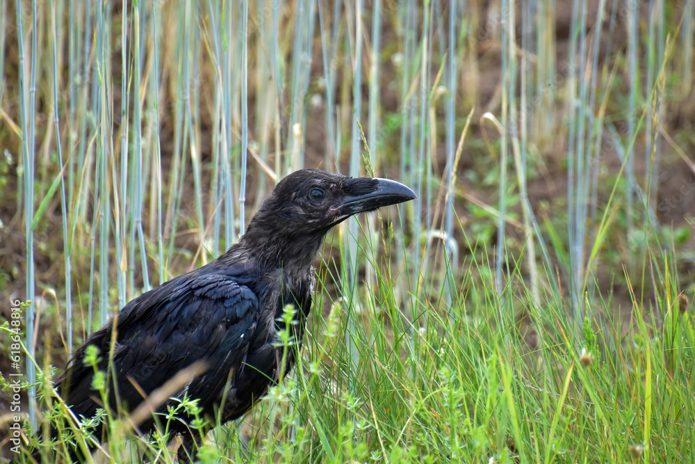Corvus Corax, also known as the "Raven Lord," "The Liberator, Stock ...