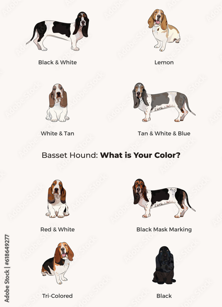 Basset hound colors. Popular coat colors. Cute dogs characters in ...
