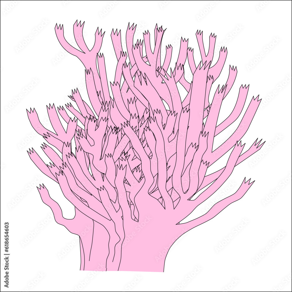Reino Fungi hongos comestibles nombre científico clavaria botrytis ...