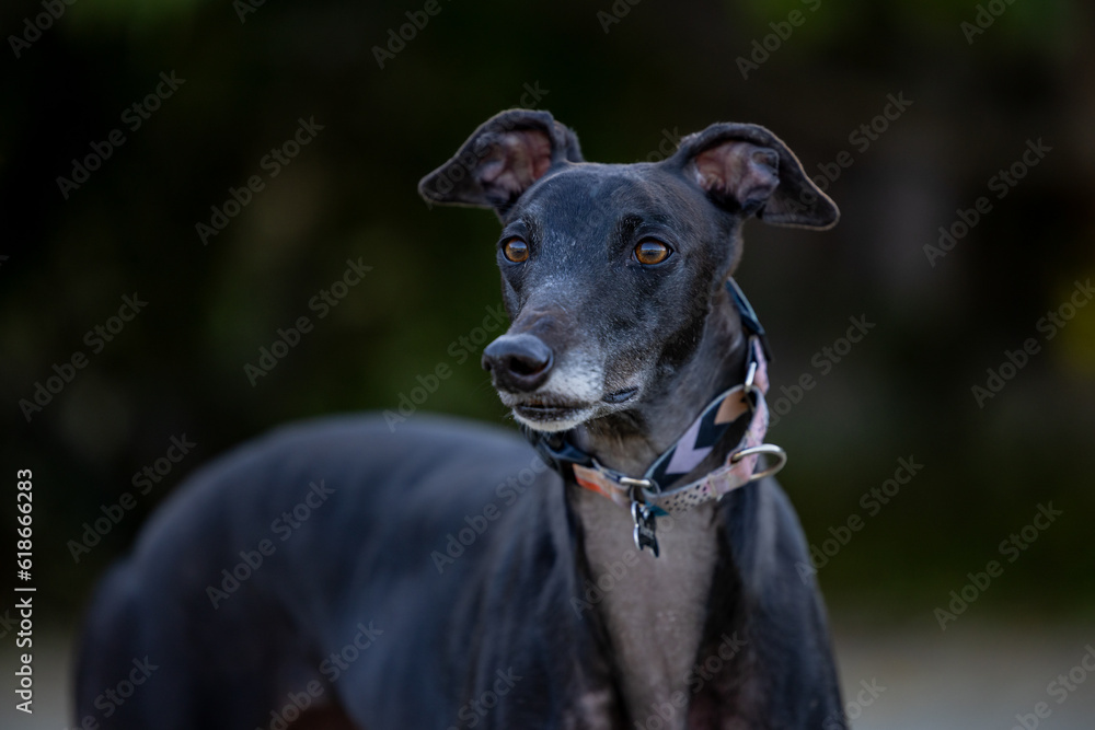 Portrait of majestic greyhound dog close up otdoors at the park with ...