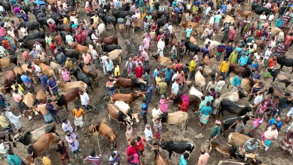 Cattle market, Livestock market, Thousands of cows are lined up to be ...
