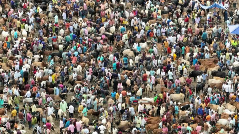 Cattle market, Livestock market, Thousands of cows are lined up to be ...