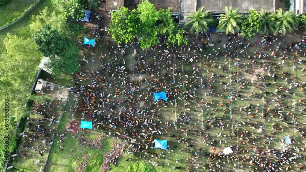 Cattle market, Livestock market, Thousands of cows are lined up to be ...