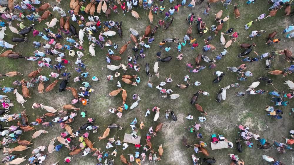 Cattle market, Livestock market, Thousands of cows are lined up to be ...