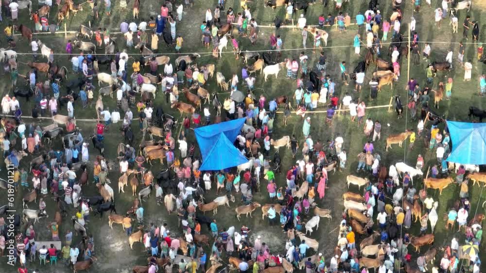 Cattle market, Livestock market, Thousands of cows are lined up to be ...