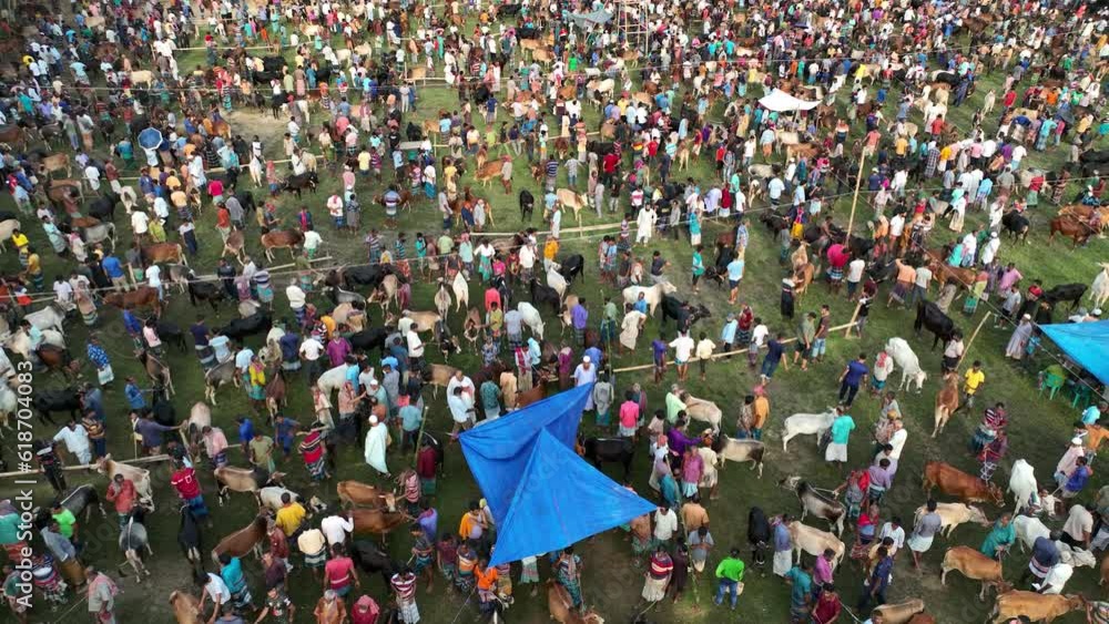 Cattle market, Livestock market, Thousands of cows are lined up to be ...