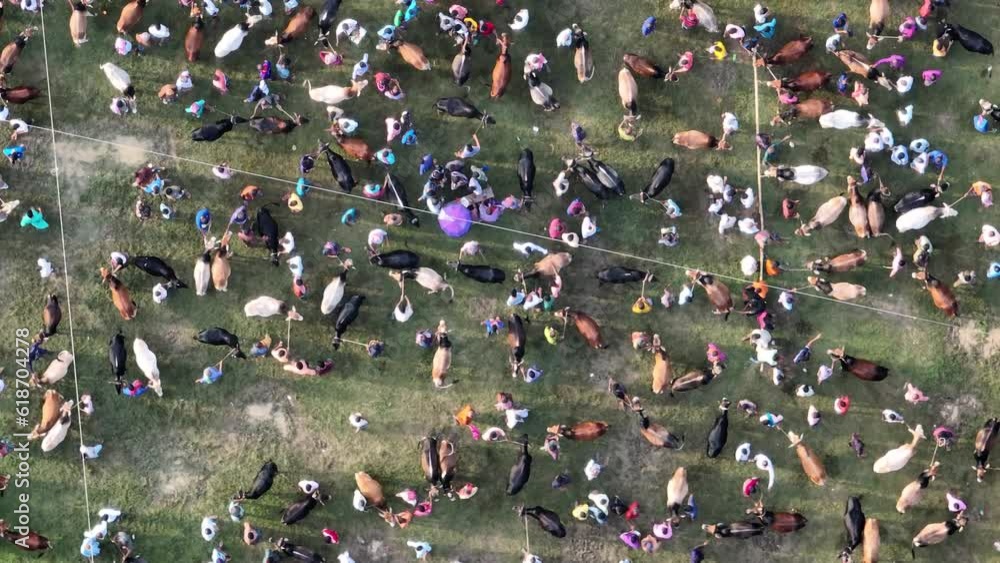 Cattle market, Livestock market, Thousands of cows are lined up to be ...