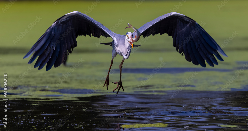 Grey heron (Ardea cinerea) snatching fish from the beak of Oriental ...