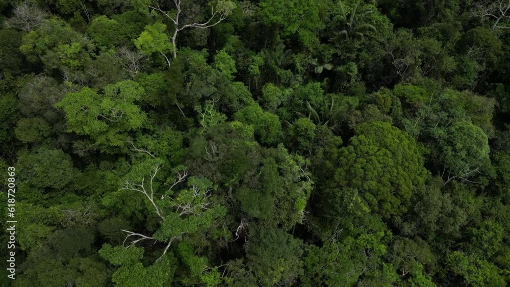 Tropical forest, peruvian amazon jungle, images of varillal forests ...