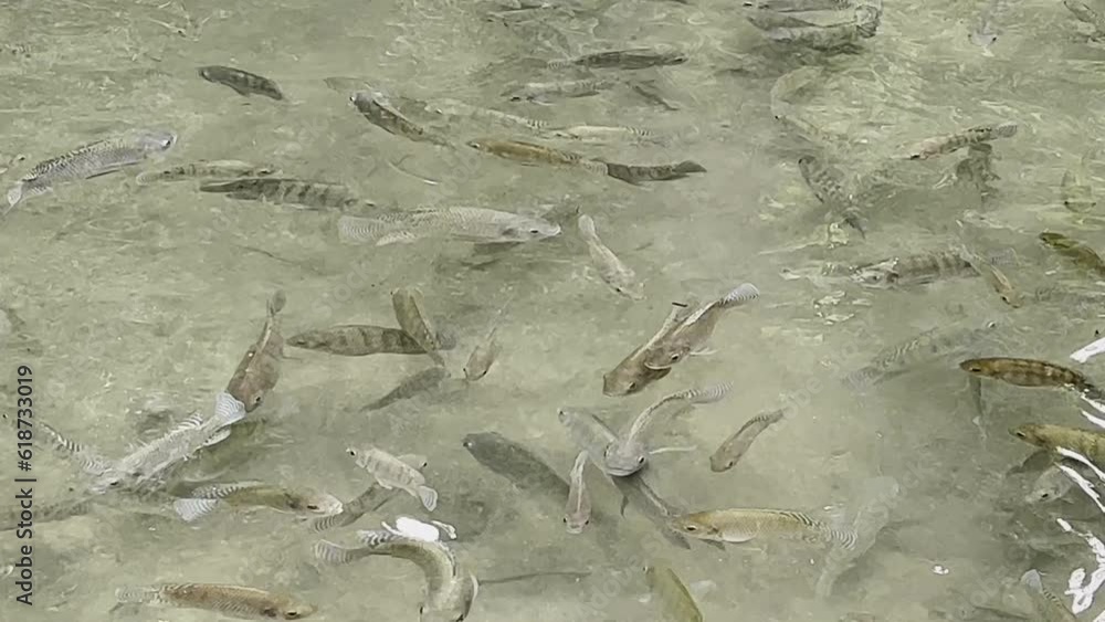 Nile Tilapia fish in pond on southeast asian. The Nile tilapia is a ...
