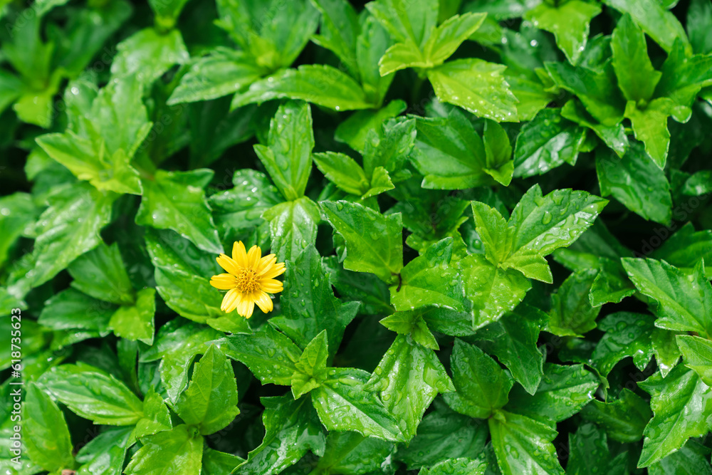 Yellow Sphagneticola trilobata flower, Creeping oxeye, or Wedelia. A genus of flowering plants ...
