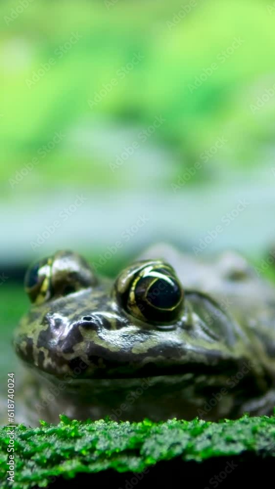African Bullfrog Mating On Water frog in aquarium transparent water ...