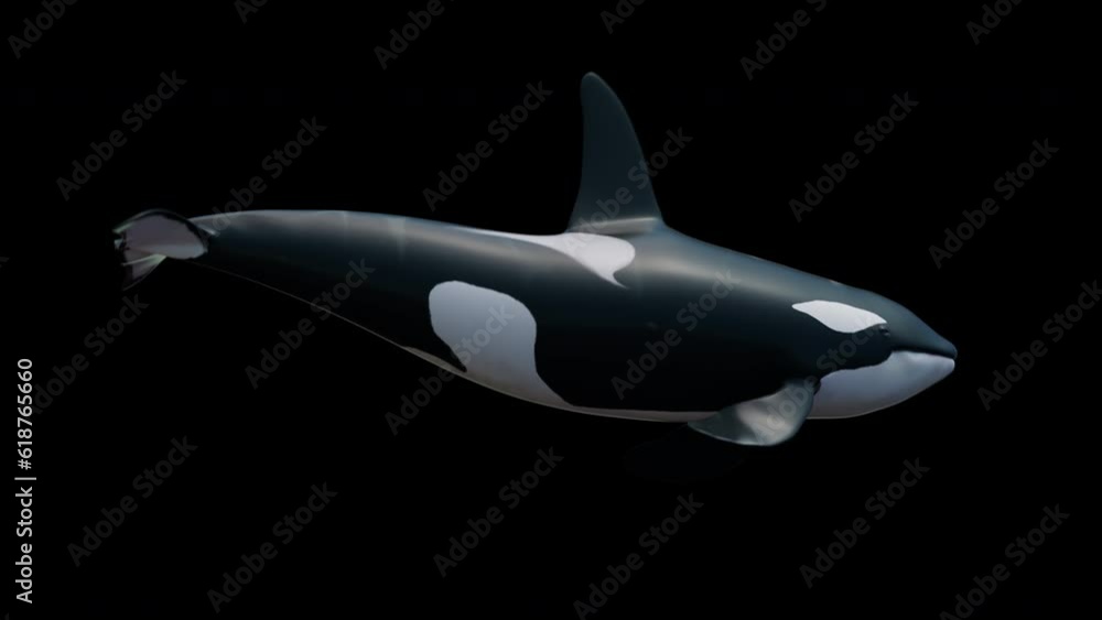Vídeo do Stock: orcas whale swimming Loop 2 versions of killer whale ...