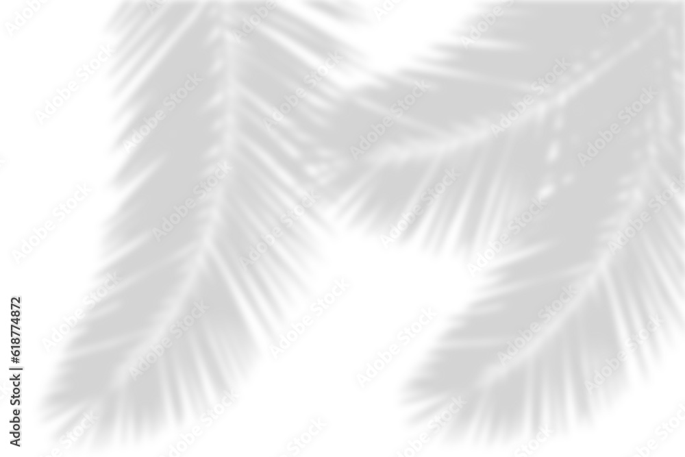 Realistic palm leaves shadow, sunshade dynamic blow 3d render png ...