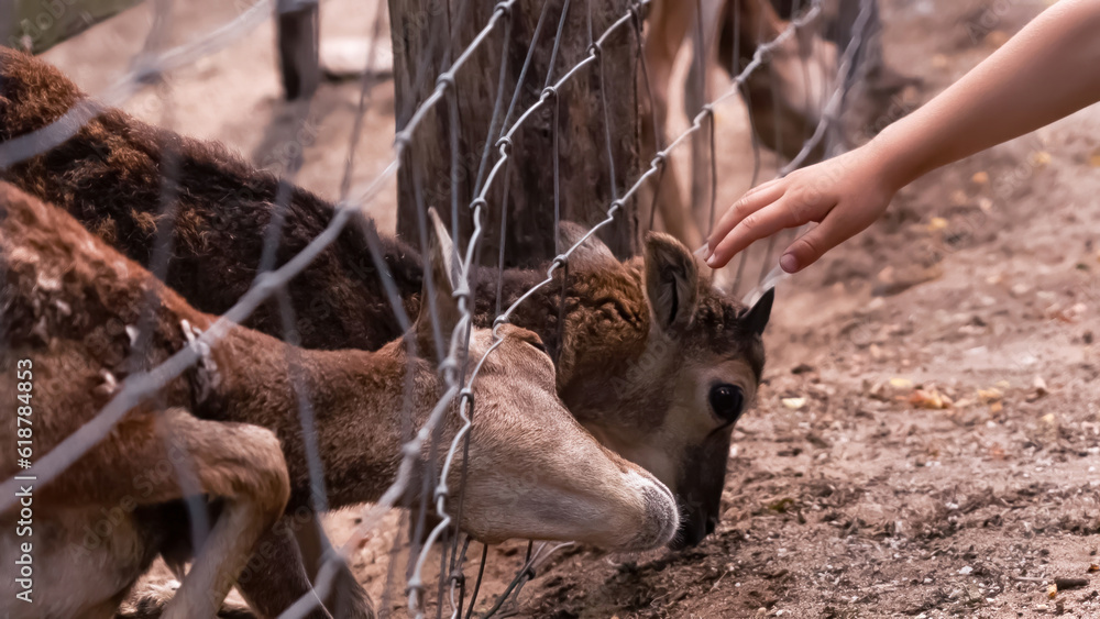 Child's hand reaching out to Fallow deer behind wire mesh fence ...