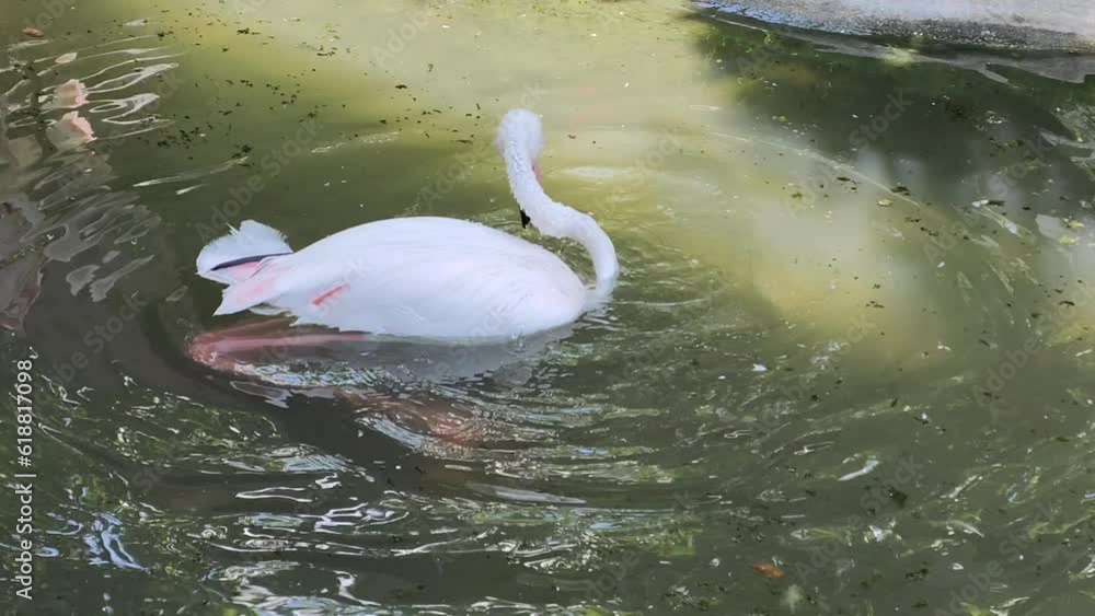 Flamingo a tall wading bird with mainly pink or scarlet plumage and ...