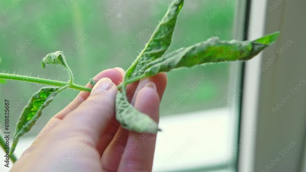 Leaf spot symptom. Dark spots and yellow surrounding region. Septoria ...