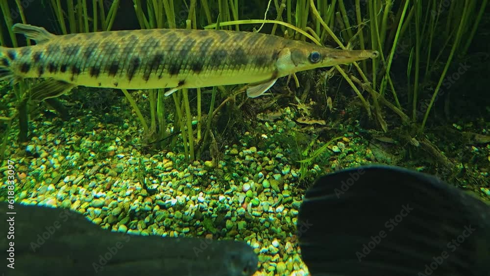Zoom in on baby alligator gar fish underwater Stock Video | Adobe Stock