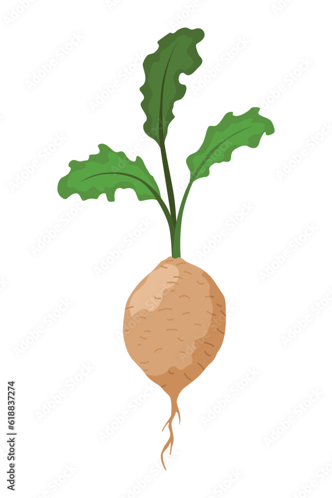 Turnip vegetables growing. Plant showing root structure. Farm product ...