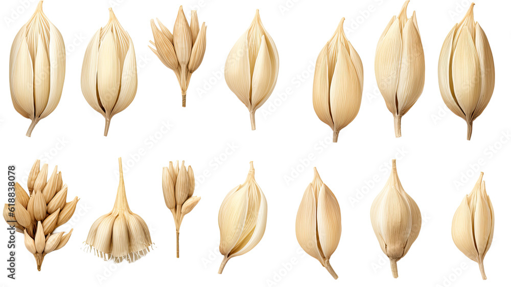 collection of husks flowers isolated on a transparent background ...