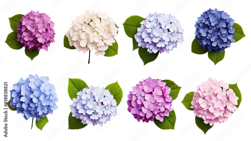 collection of hydrangeas flowers isolated on a transparent background ...