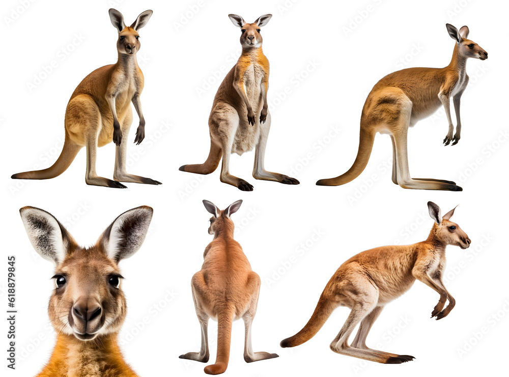 kangaroo, many angles and view portrait side back head shot isolated on ...