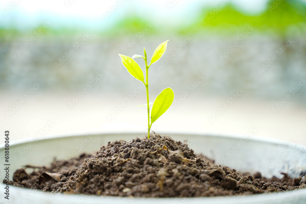 small plant in hand to plant in the ground Reforestation and ...