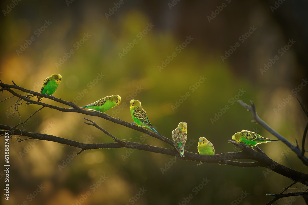 Budgerigar - Melopsittacus undulatus also common parakeet, shell ...