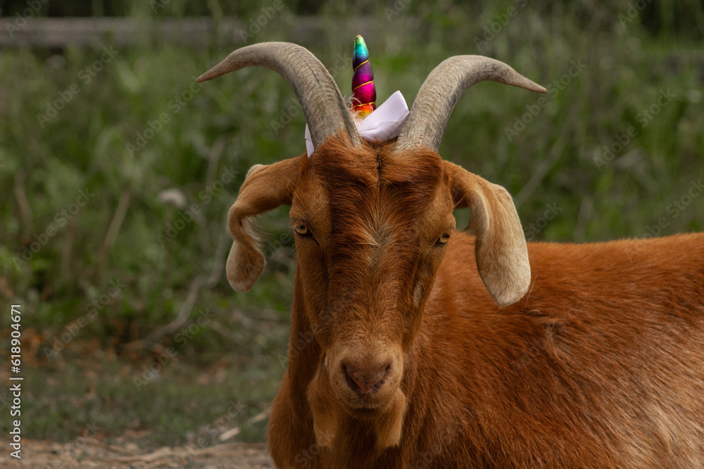 Portrait of a Red Pride Month LGBTQ Unicorn Celebration Nubian Goat ...