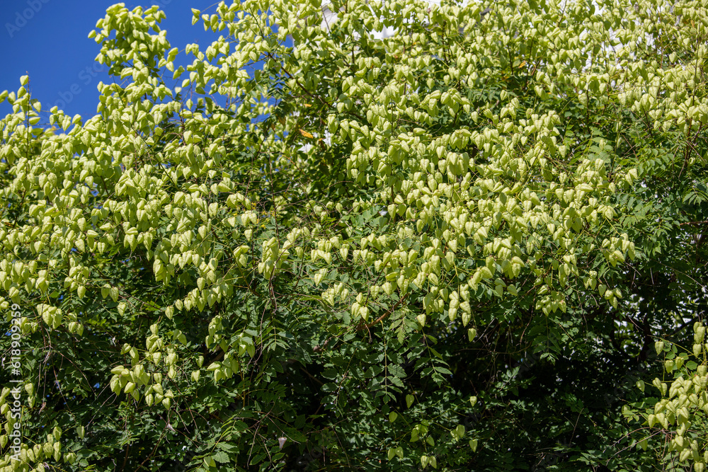 Soft green seed pods of Koelreuteria paniculata. Butterfly lamp ...