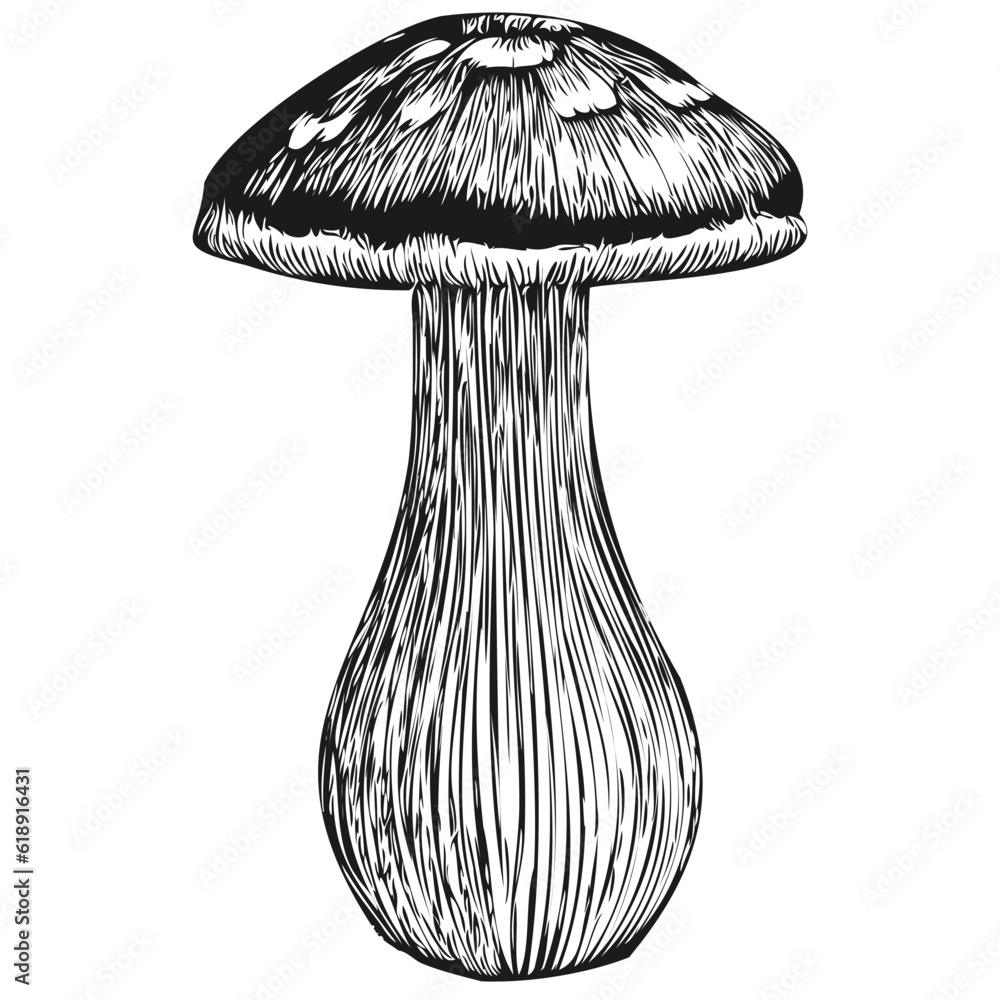 Mushrooms line drawing, clip art hand drawing vector black and white ...