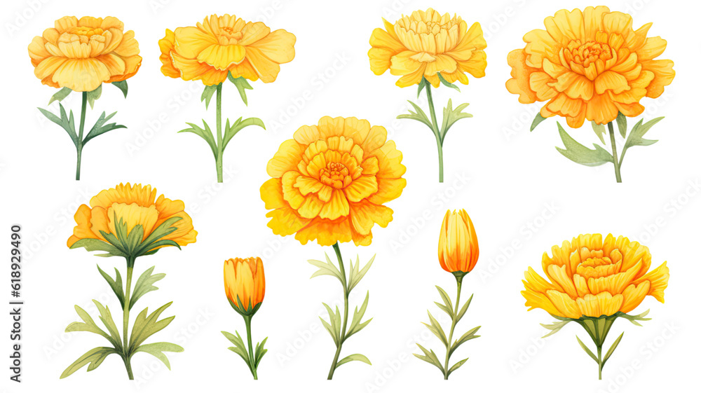 a collection of soft watercolor marigolds flowers isolated on a transparent background ...