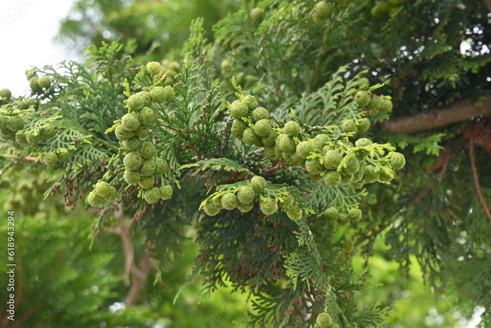 Japanese cypress ( Hinoki cypress ) Leaves and unripe cones. The white ...