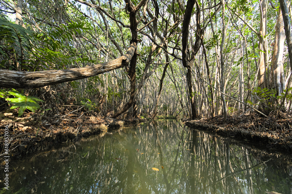 Canal in the mangrove during afternoon (Mexico, Yucatan, "Manglares san ...