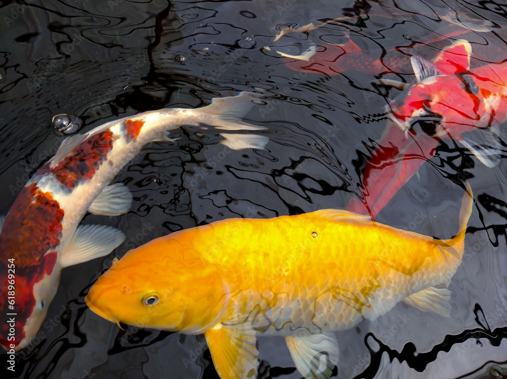 Gold koi fish in the pond, koi fish is a pet that brings good luck ...