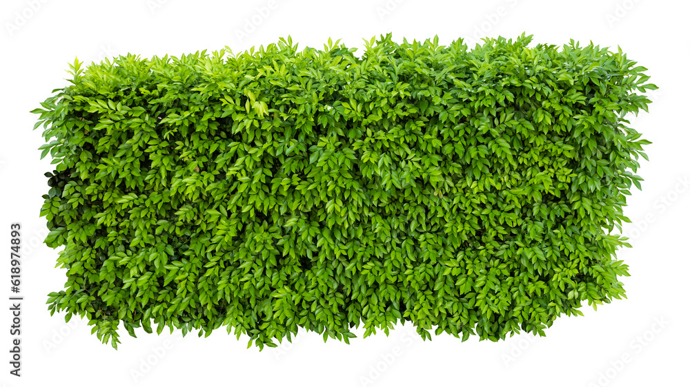 Tropical plant fence bush tree isolated on white background with ...