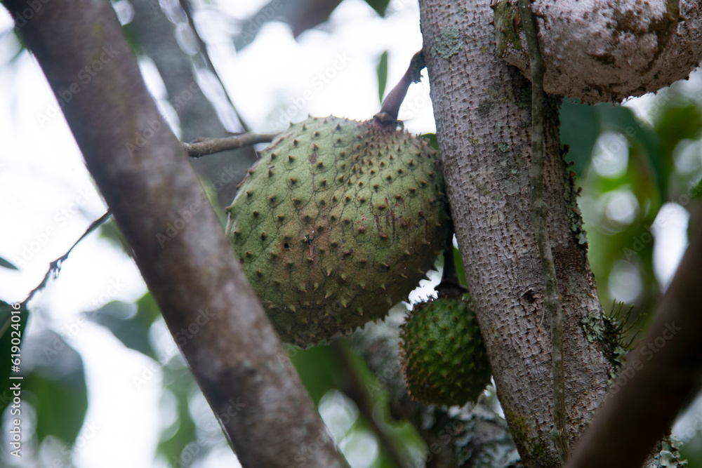 Annona muricata, soursop or graviola is a tree in the Annonaceae family ...