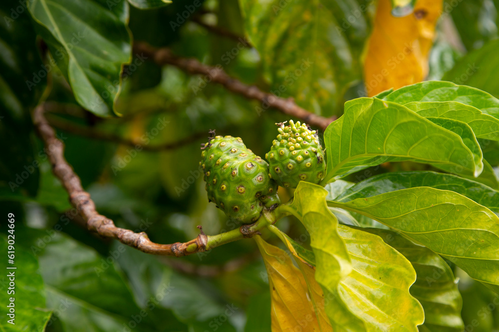 Morinda citrifolia, commonly called noni, maroon soursop, devil fruit ...