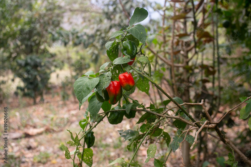 The Rocoto Red is the famous Black Seed Pepper of the Andes. It is a ...