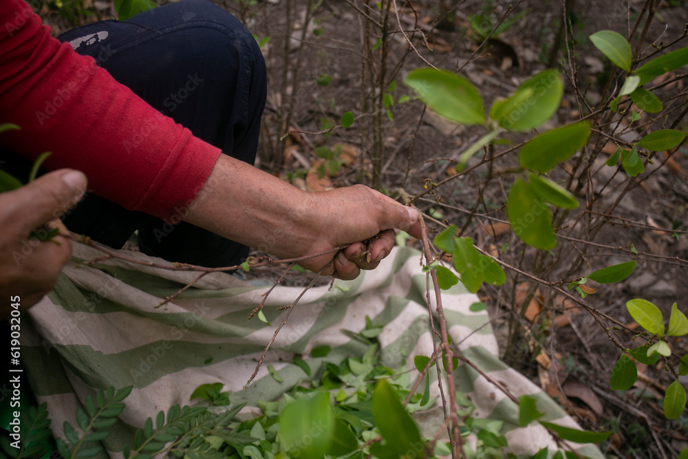 Organic plantation of coca plants in the Peruvian jungle. Farmer ...